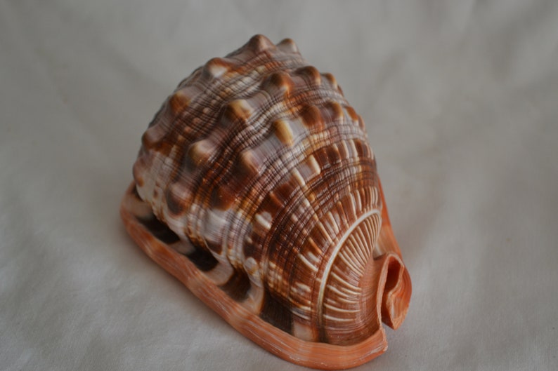 Cassis Rufa Cypraecassis Rufa Conch Shell 5-6 | Etsy