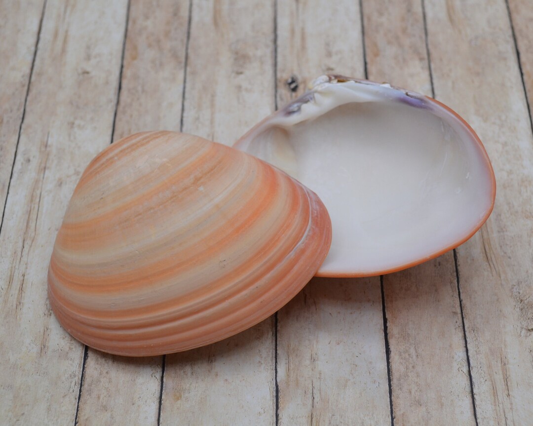 Queen Pink Clam Shells, Pink Quahog, Natural Clam Shells, Pink Clam ...