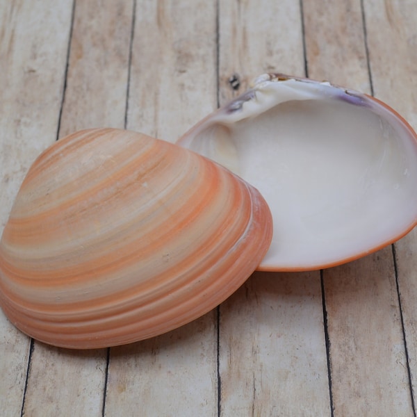 Quahog Shell - Etsy