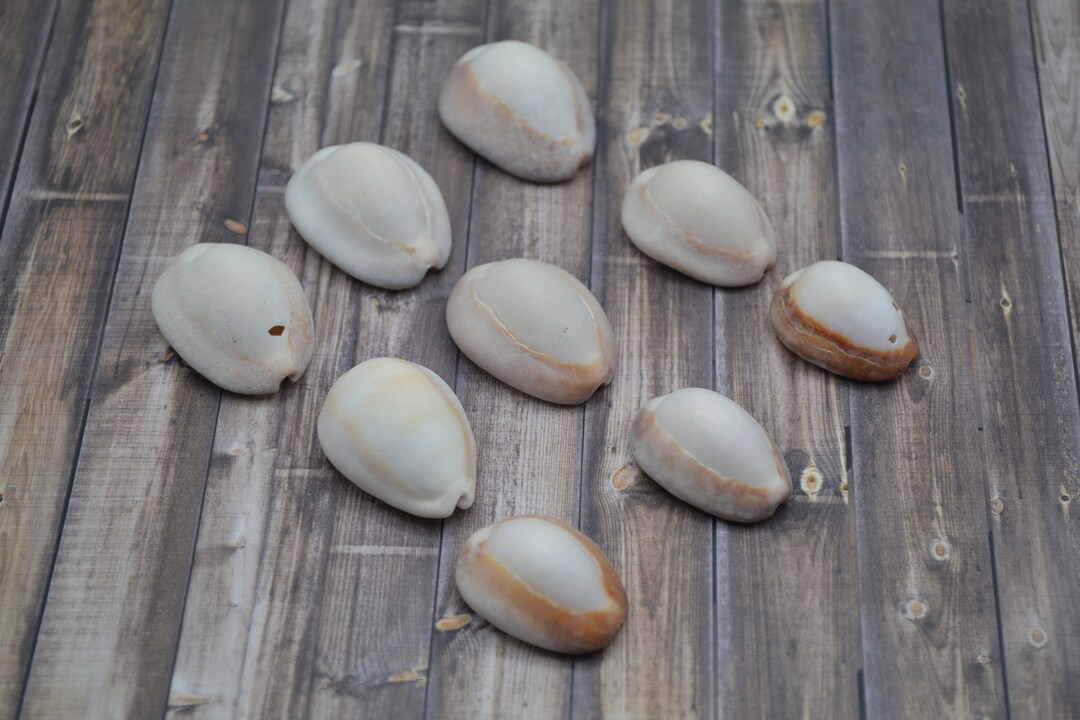 Natural Sun-bleached Snakehead Cowrie Shells, Cypraea Caputserpentis (1 ...