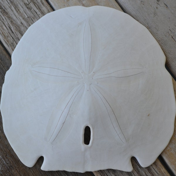 Large Sand Dollar - Etsy
