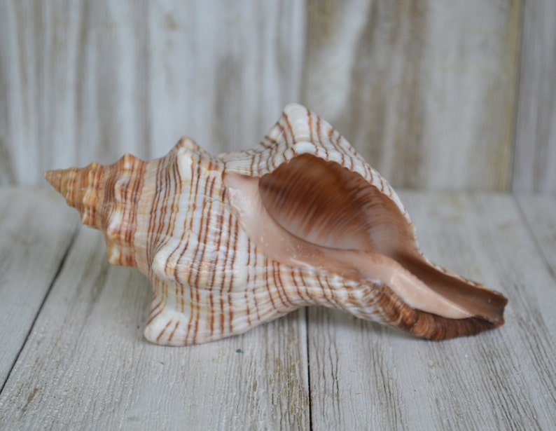 Striped Fox Conch Shell | 1 Shell - Etsy