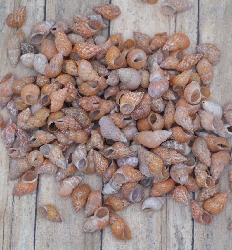 Philippine Brown Mellissa Shells (1/4 -1/5") | 1/4 Cup - Etsy