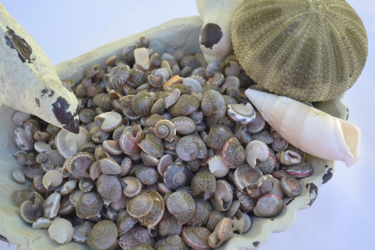 Natural Black Umbonium Shells 1/4 1/2 1/4 Cup - Etsy