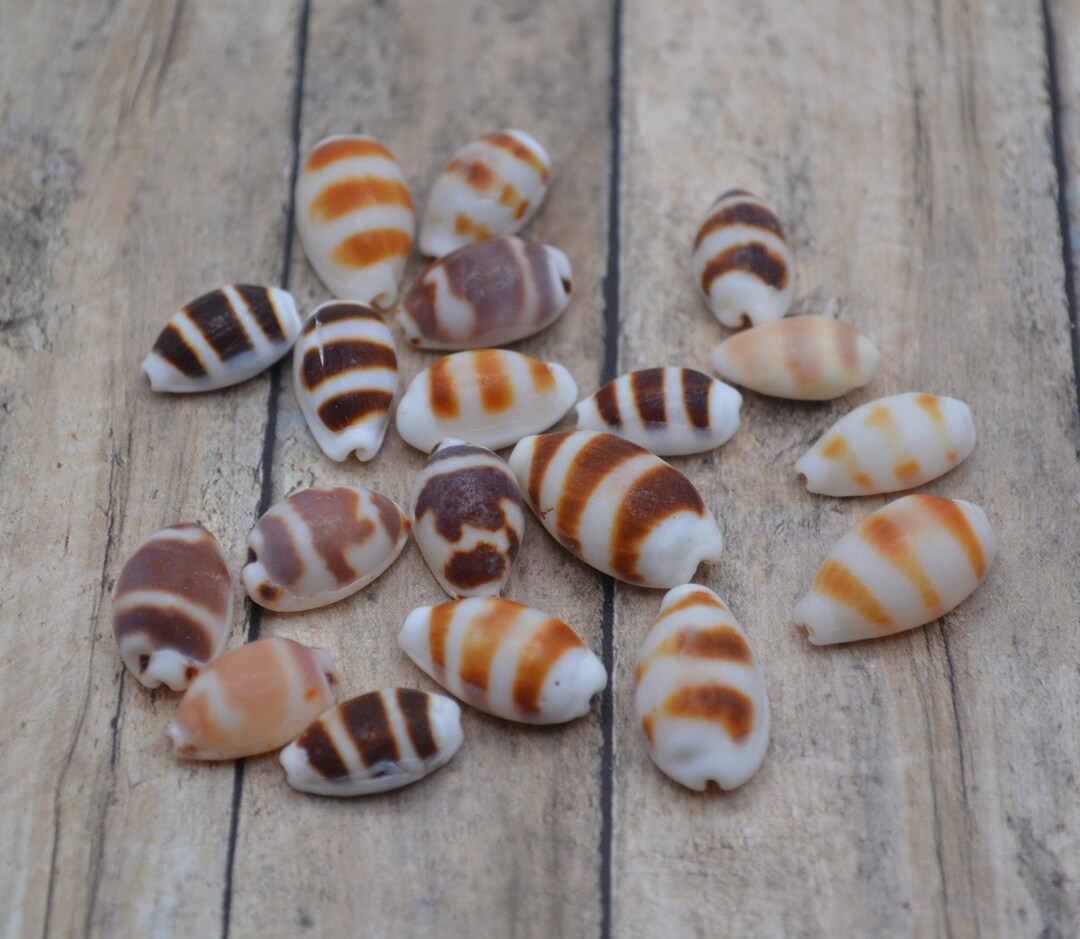 Natural Striped Asellus Cowrie Shell, Cypraea Palmadusta Asellus Shell ...