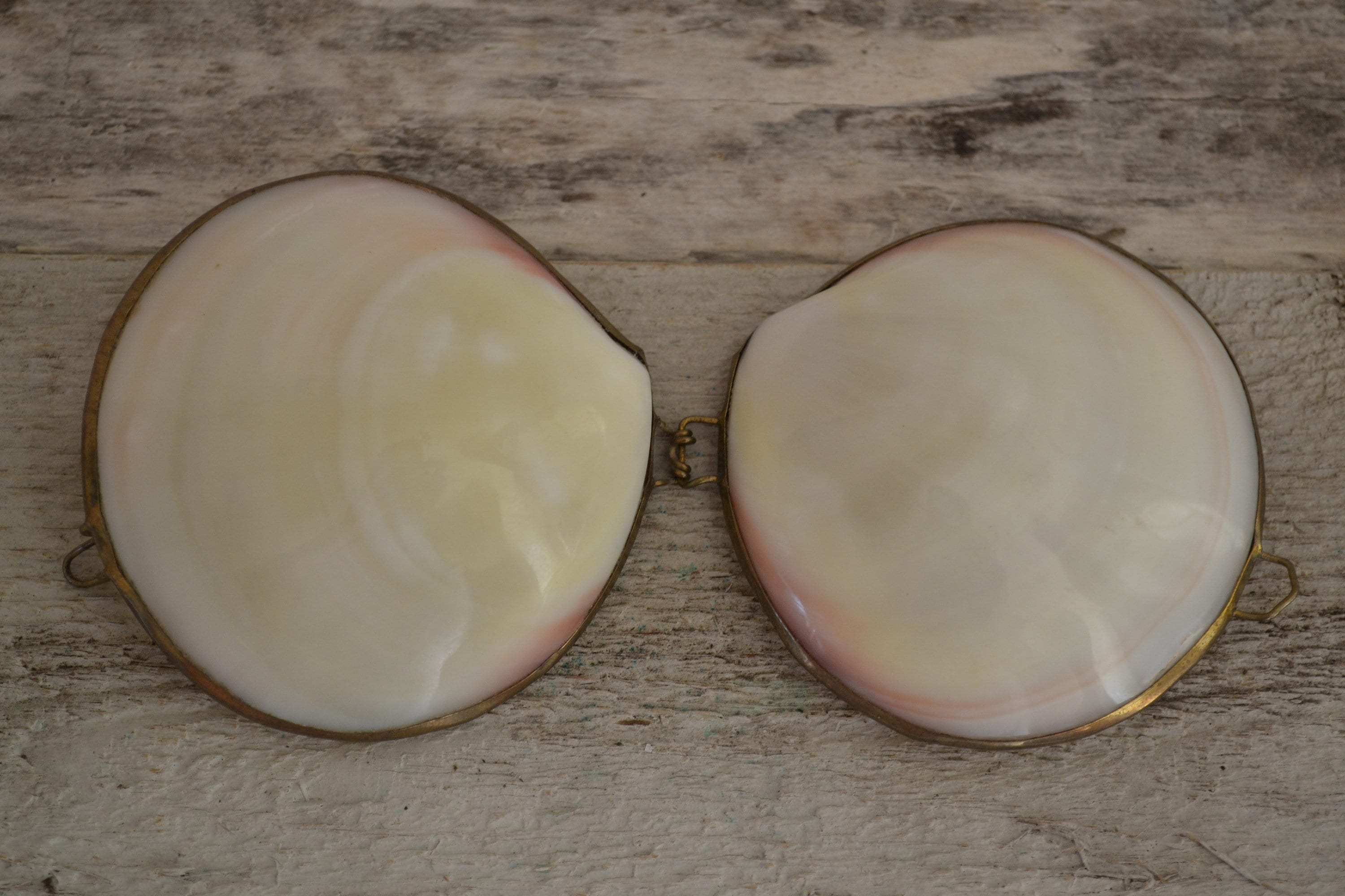 Polished Tiger Clam Shell Coin Purse Pill Box Trinket Case - Etsy