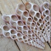 Paper Fig Shell (5") | 1 Piece - Etsy