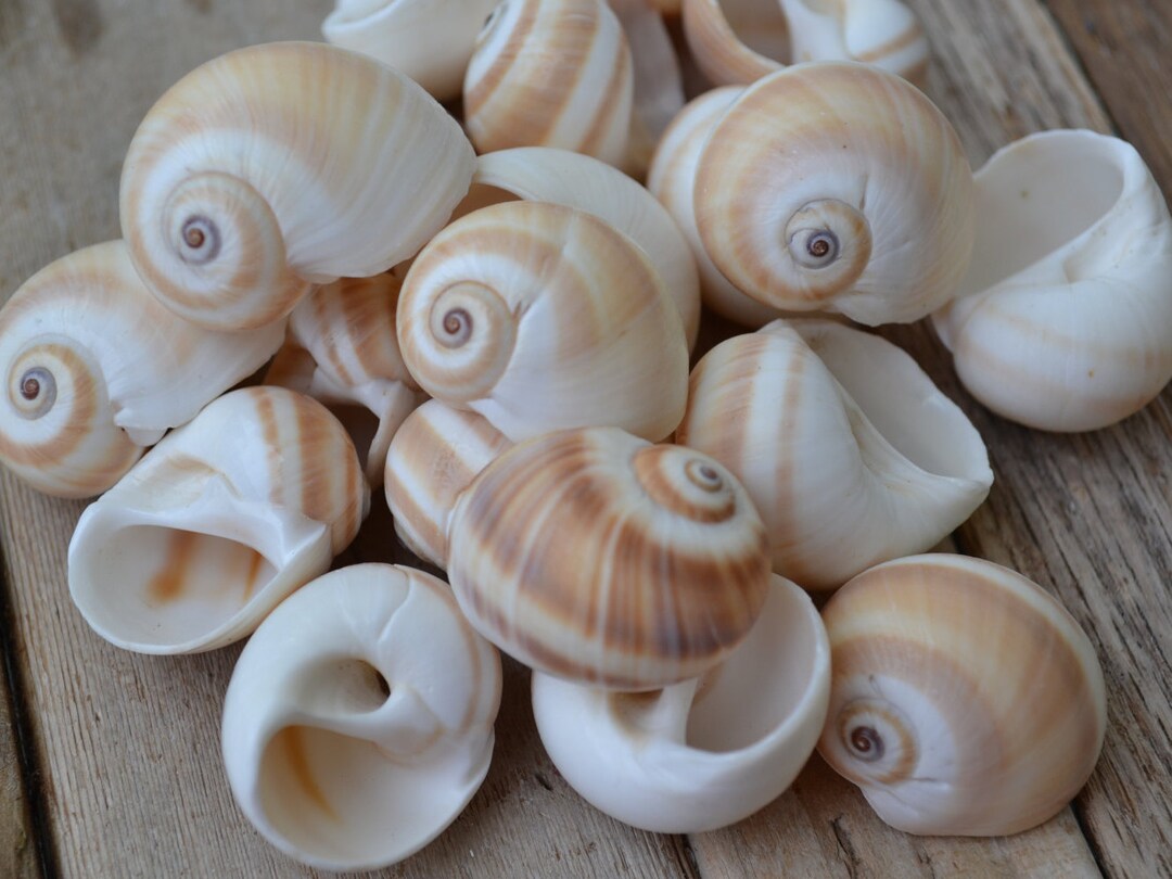 Shark Eye Shells, Moon Shells (apx 1.25 - 2") | 10 Pieces - Etsy