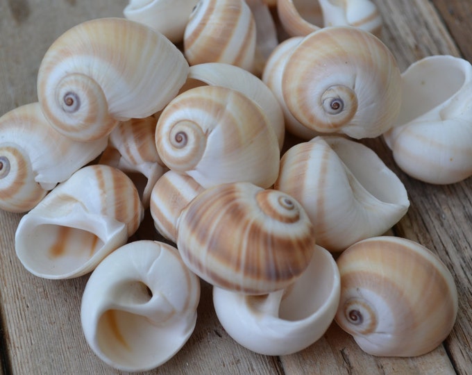 Shark Eye Shells, Moon Shells apx 1.25 2 10 Pieces - Etsy