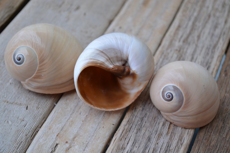 Whale Eye Shells Moon Shells Plinices Didyma Nautica Shells | Etsy