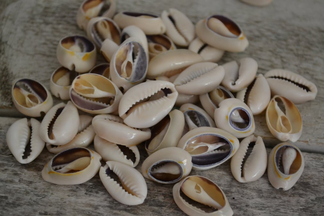 Center Cut Ringtop Cowrie Shells (3/4 - 1") | 10 Pieces - Etsy