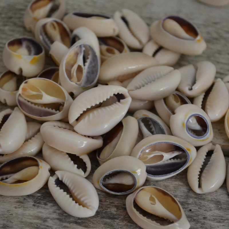 Cut Shell Necklace - Etsy