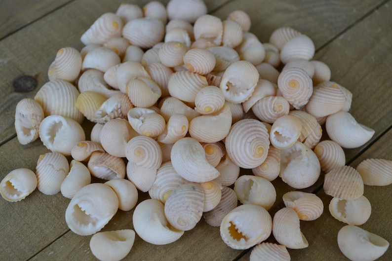 Nerita Plicata Off-white Nerite Shells Nerite Shells apx - Etsy