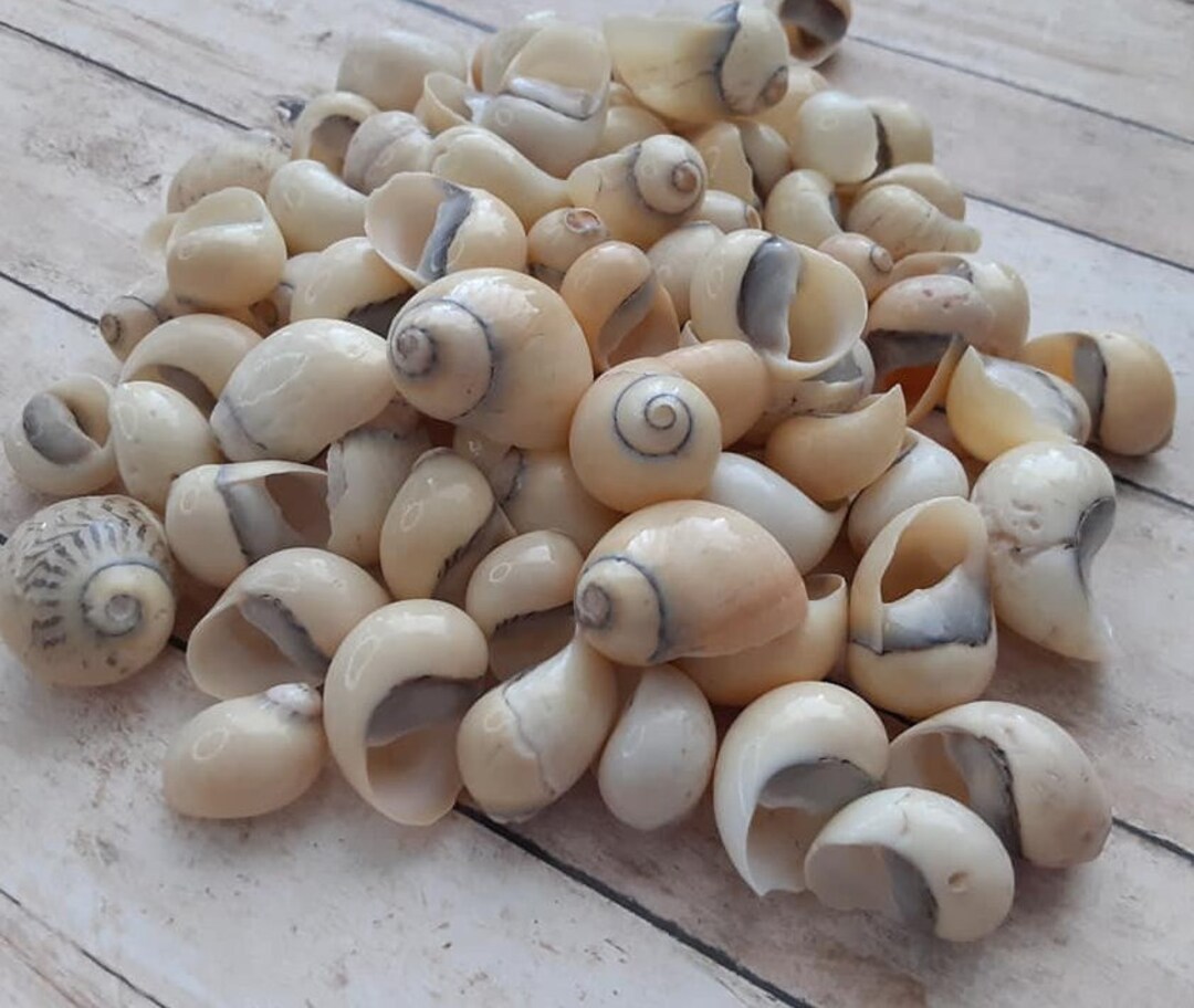 Yellow Nerita, Nerita Turitta, Nerite Shells (apx 1/2 - 1") | 1/4 Cup ...