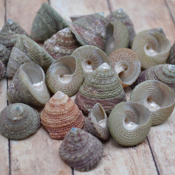 Trochus Shell - Etsy
