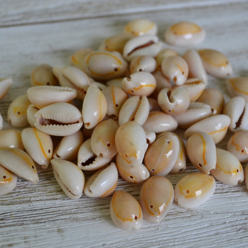 Cowrie - Etsy