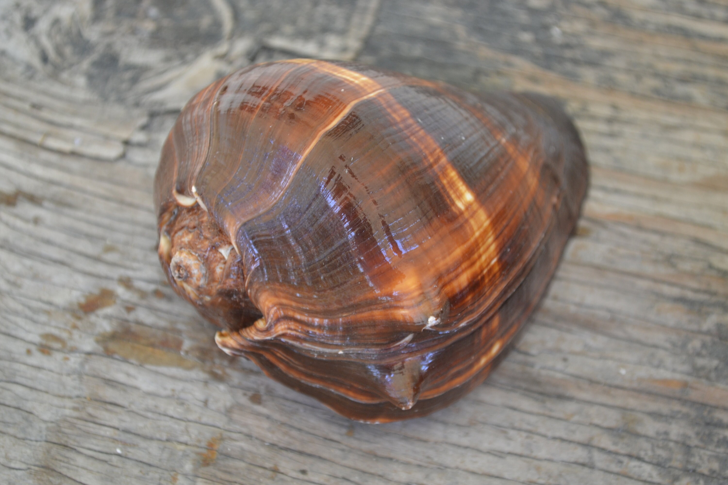 Pacific Crown Conch, Melongina Shells, Polished Fiber Conch, Northern ...