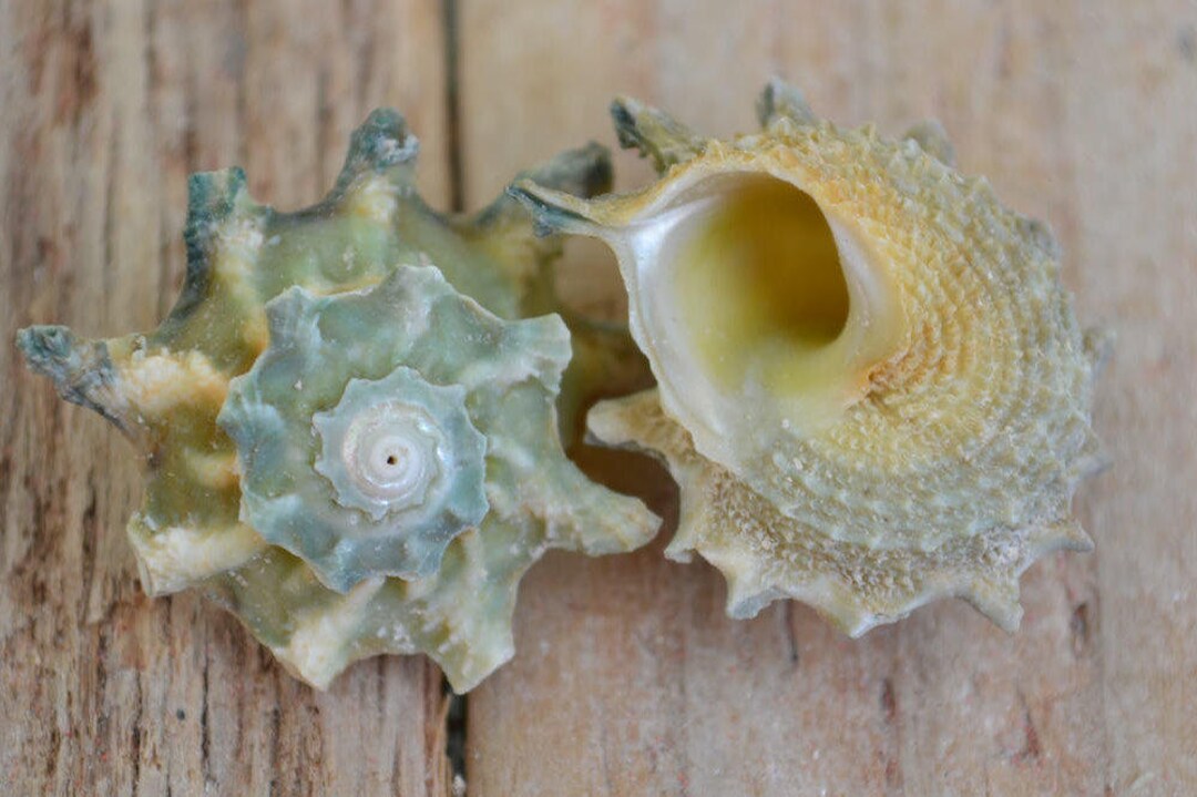 Astraea Calcar Shells, Spurred Turban Shells (1/2 -1") | 10 Pieces - Etsy