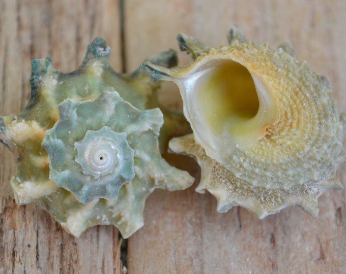 Astraea Calcar Shells Spurred Turban Shells 1/2 1 - Etsy