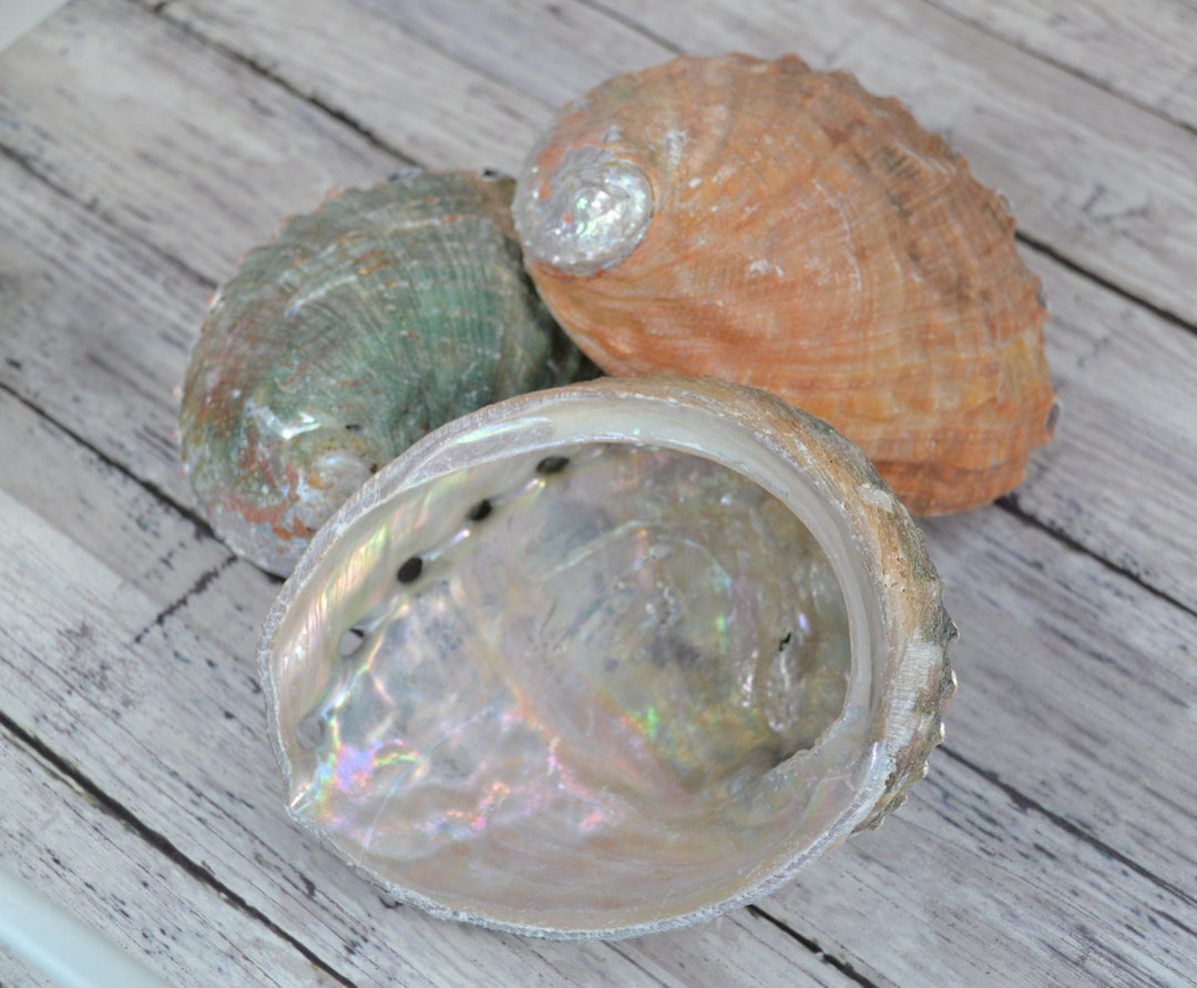 Natural Abalone Shells, Smudging Shells (apx 4") | 1 Shell - Etsy