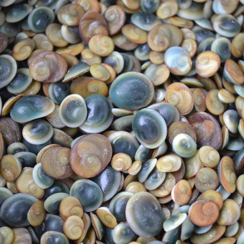 Operculum Shell - Etsy