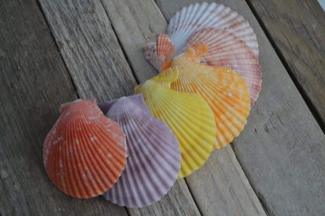 Pectin Nobilis, Mimochlamys Crassicostata, Tropical Shells, Wedding ...