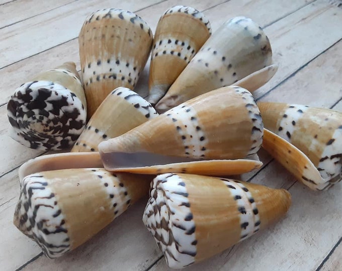 Conus Mustelinus Shell, Conus Ermine, Cone Shells (apx 2") | 2 Pieces - Etsy