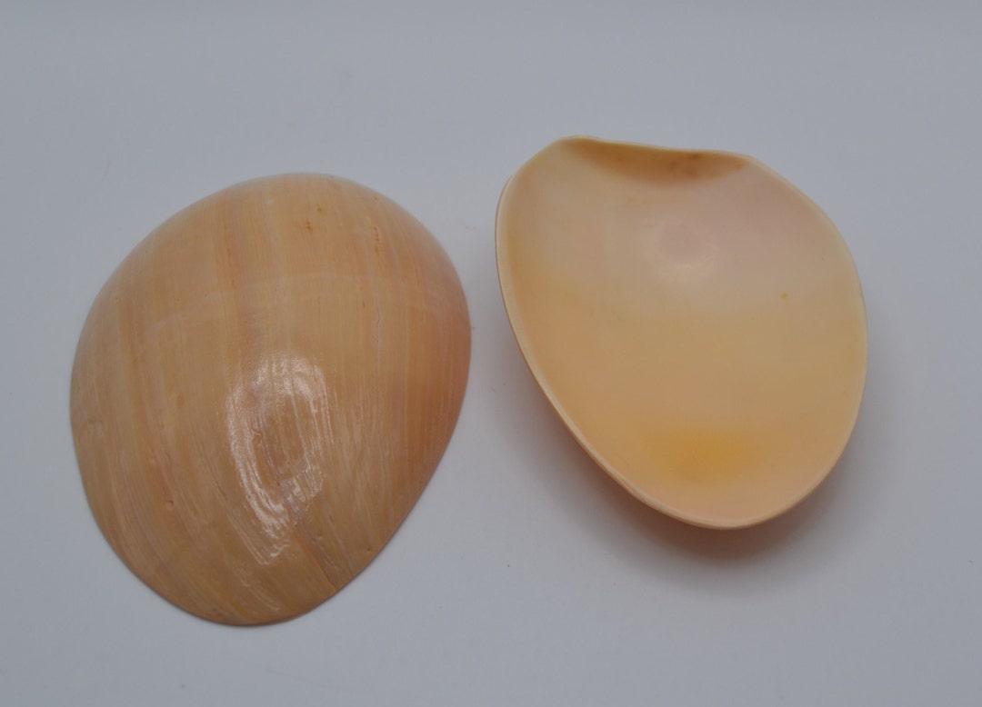 Melon Diadema, Side Cut Melon Shells, Seashell Trinket Dish, Seashell ...