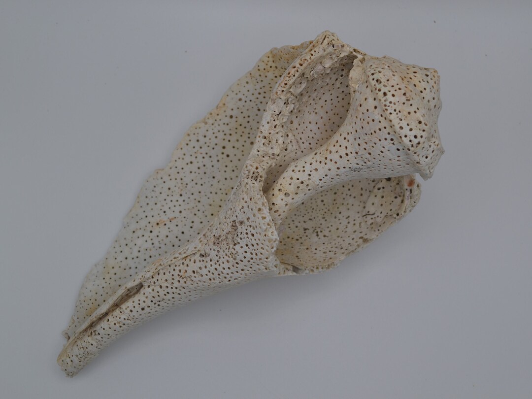 Fossilized Whelk Shell, Center Whelk Piece (9.5") - Etsy