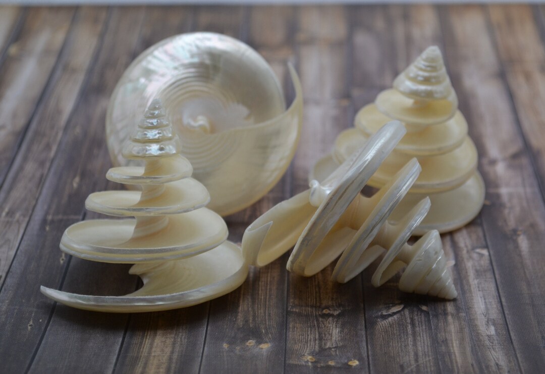 Large Pearl Spiral Cut Silver Troca Shells (apx 2 1/2") | 1 Shell - Etsy