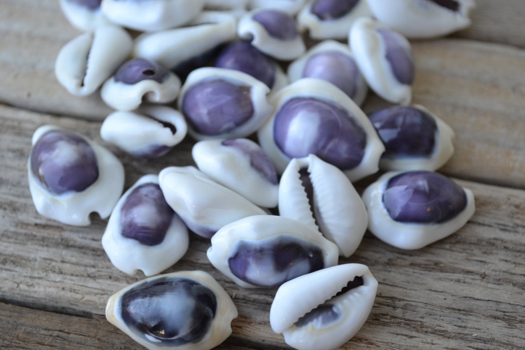 Purple Money Cowrie, Cypraea Moneta Purple Top (0.5 - 1 ") | 10 Pieces ...