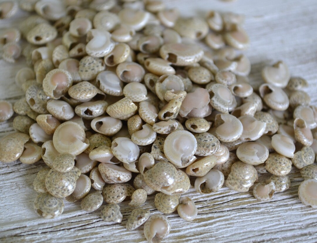 Drilled Umbonium Shells (5-11 Mm) | 1/8 Cup - Etsy