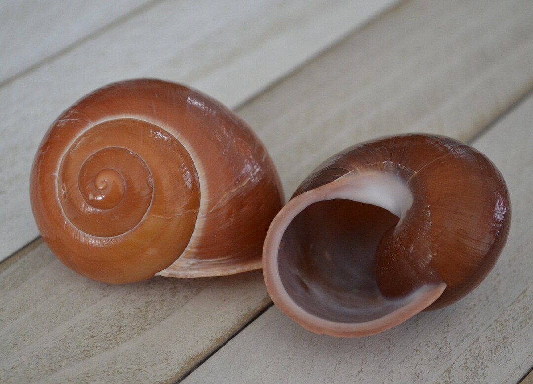 Helicostyla Tiger Snail Shell solid Apx 1.75 2.25 2 Shells - Etsy