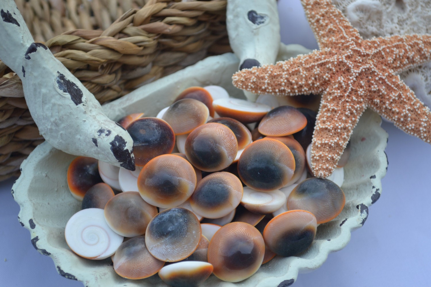 Red Cats Eye Shells, Shiva Shells (1/2 - 1") | 10 Pieces - Etsy