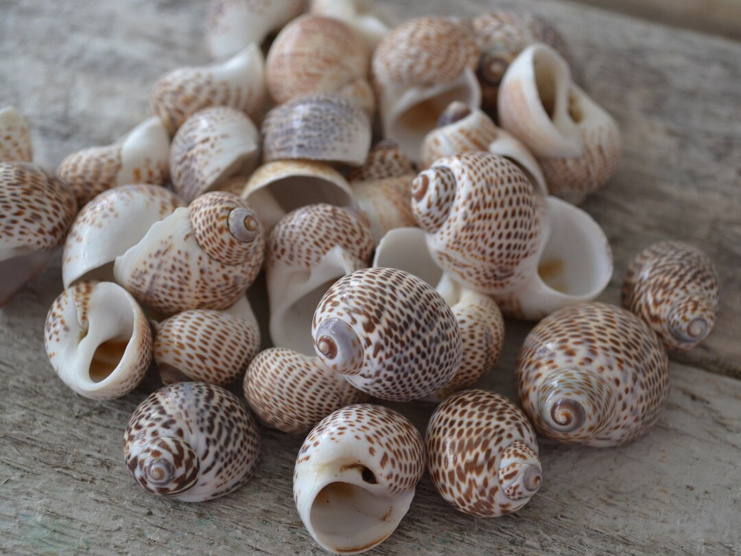 Nautica Tigrina Shells (3/4") | 10 Pieces - Etsy
