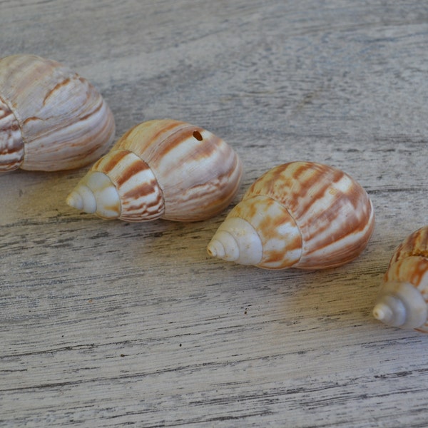 Japanese Land Snail Shells - Etsy
