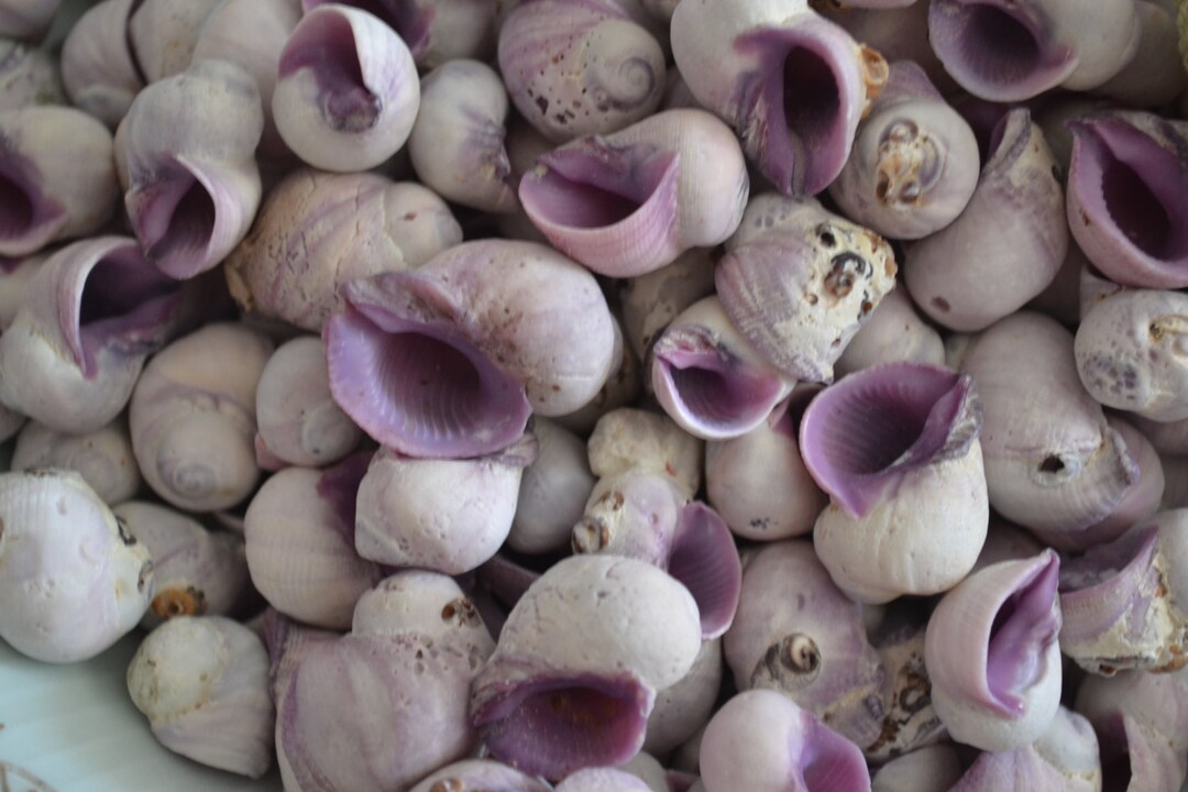 Cebu Beauty, Lavender Shells, Violet Shells ( 1/2 - 3/4") | 1/4 Cup - Etsy