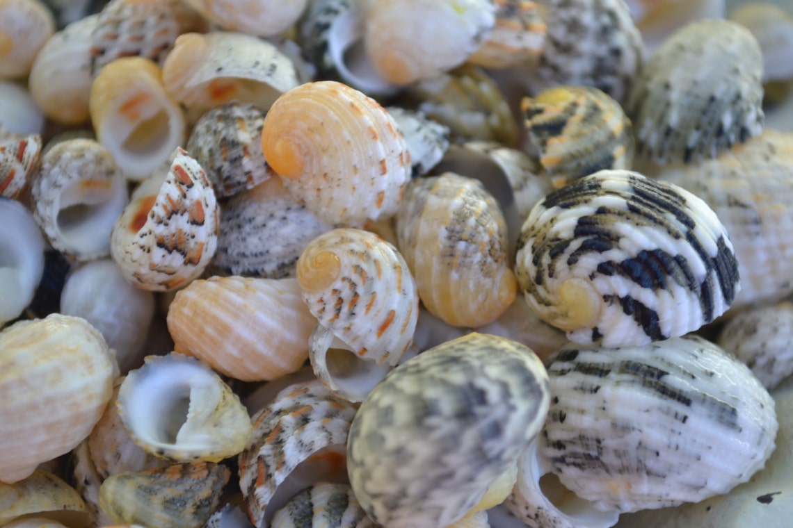 Nerite Shell Assortment Mixed Nerita Shells 1/4-1 | Etsy
