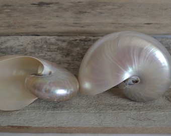 Juvenile Roller Quick Coral Conch Shell Florida Keys Natural - Etsy