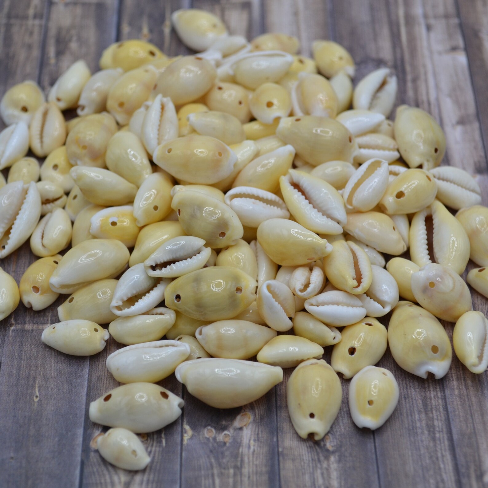 Drilled Money Cowrie Shells apx 1/2 1 25 Shells - Etsy