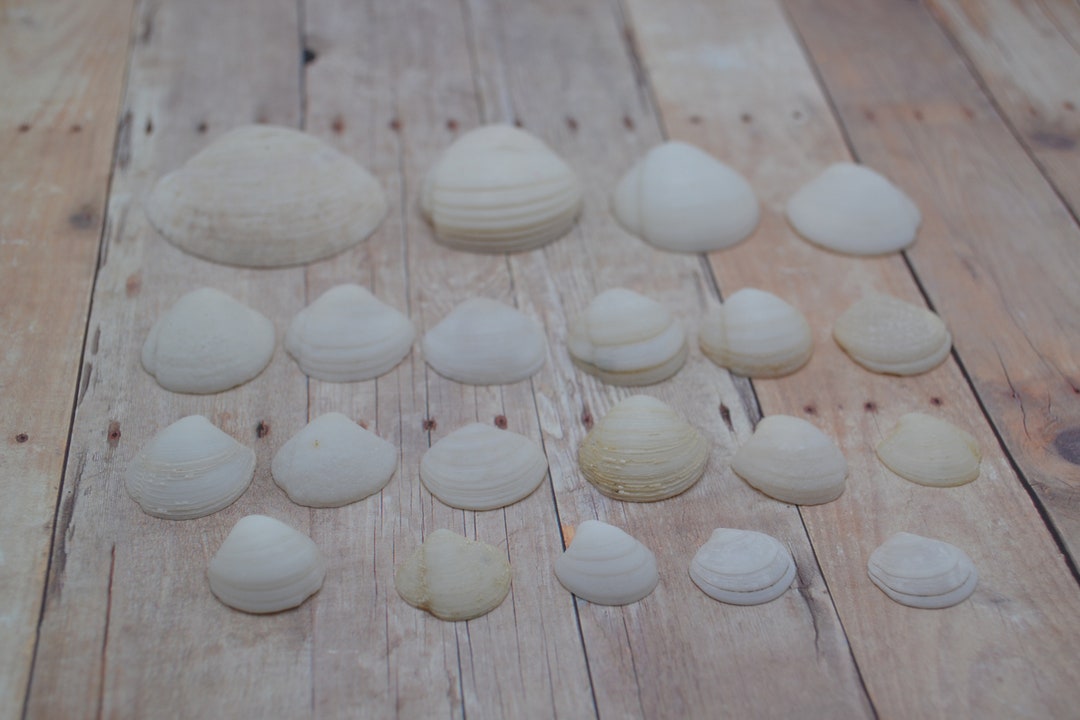 Natural Small/tiny Buttercup Clam Shells (SHL309) | 21pieces - Etsy