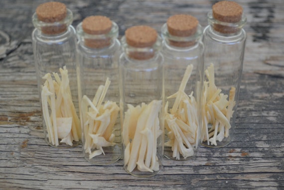 Gar Fish Bones and Scales Specimen Vial 1 Piece | Etsy