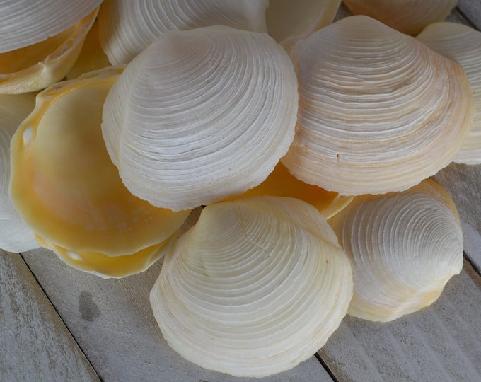 Natural Buttercup Clam Shells 1.75 2.25 10 Shells - Etsy