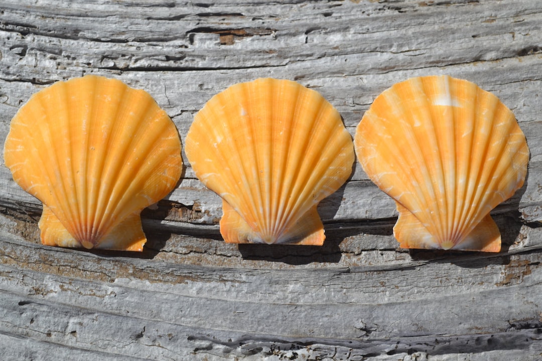 Peach Pectin Shells (1.5 - 2") | 5 Pieces - Etsy