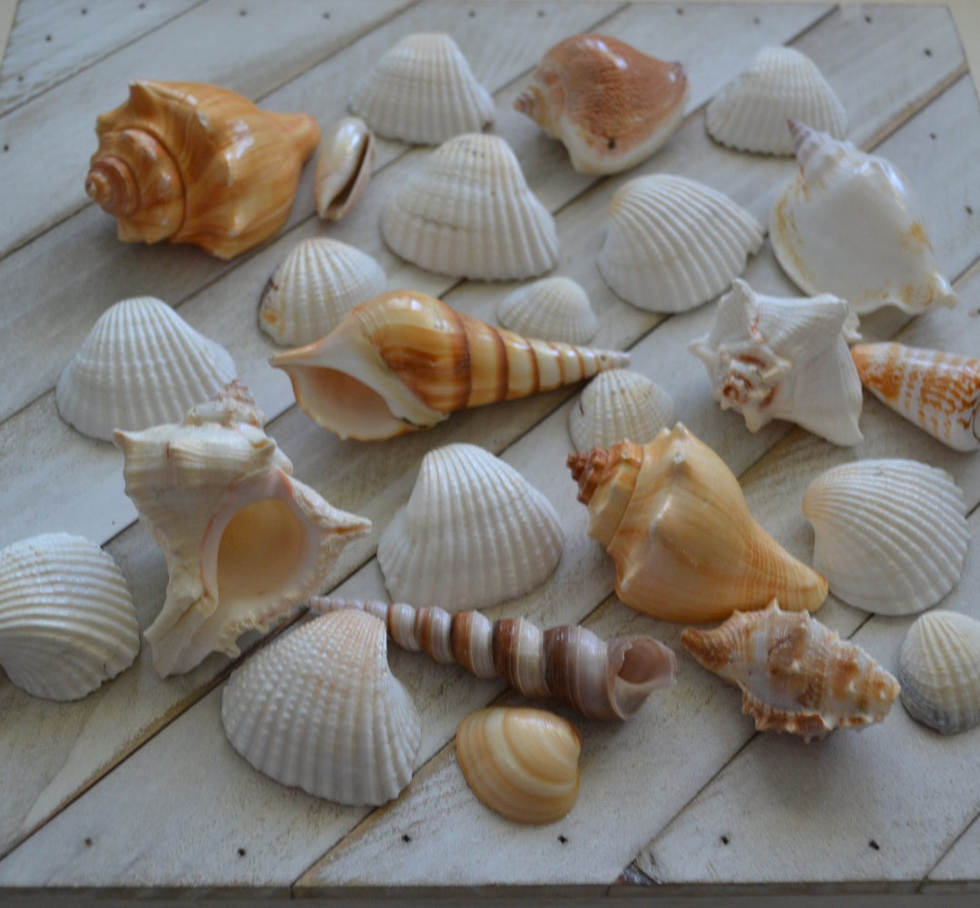 Mixed Tropical Seashell Lot Apx 1.0 - 4.0" (SP53) | 25 Pieces - Etsy