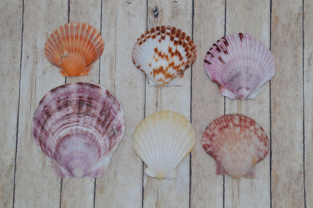 Mixed Tropical Scallop Shells, Craft Shells, Jewelry Shells (2.0 - 3.25 ...