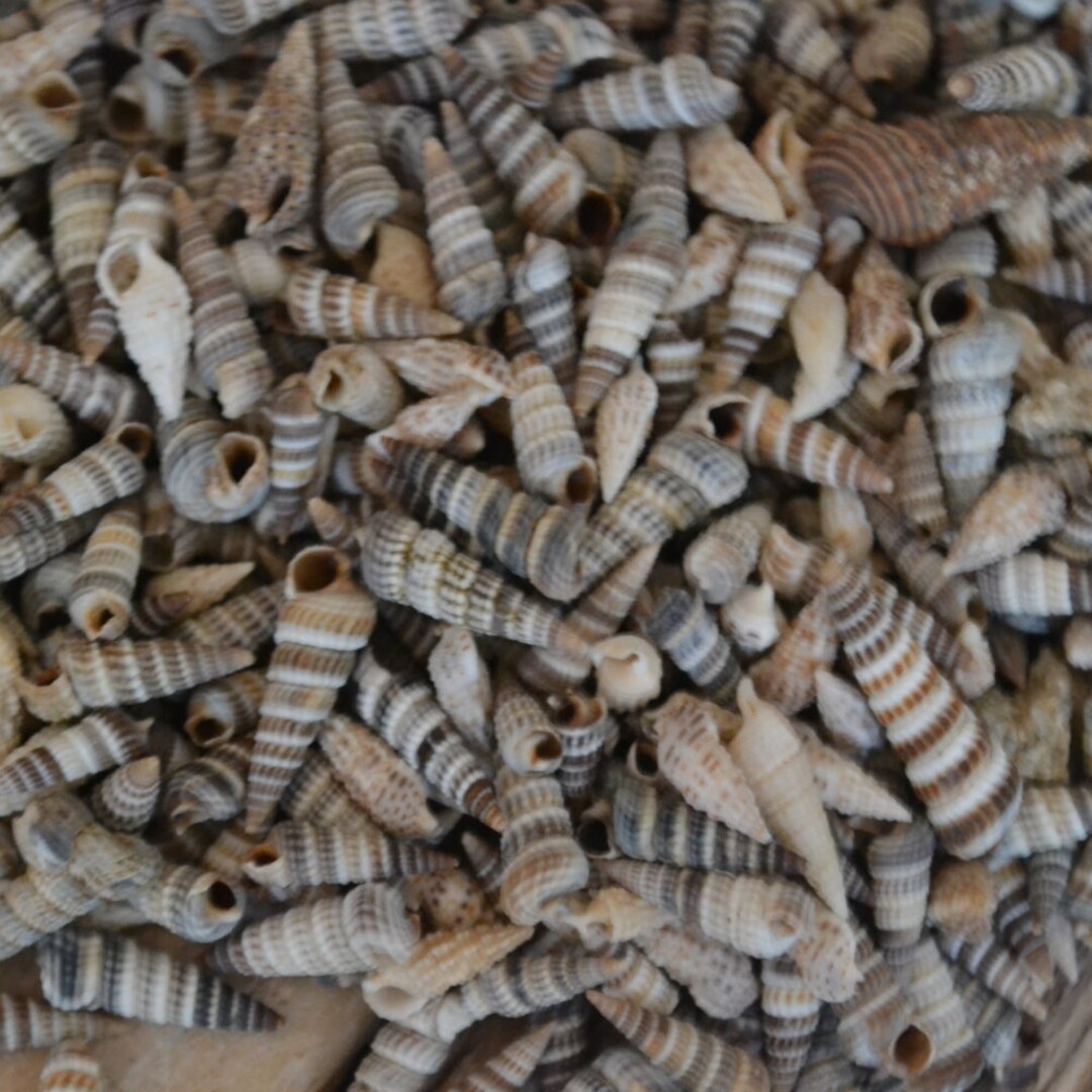 Rhinoclavis Shells, Auger Shells (apx 1/2") | 1/4 Cup - Etsy