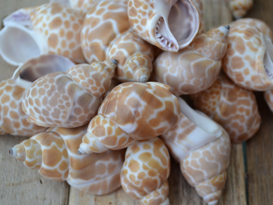 Babylonia Japonican Seashells, Babylonia Spirata Shells apx 1.5 2.5 5 ...