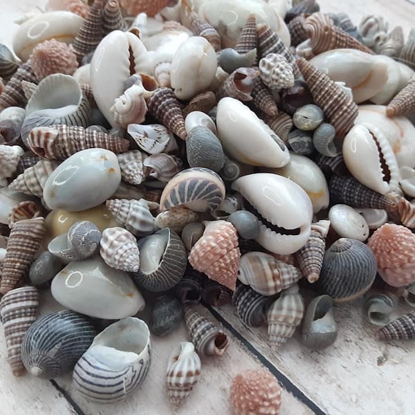 Tiny Seashells - Etsy