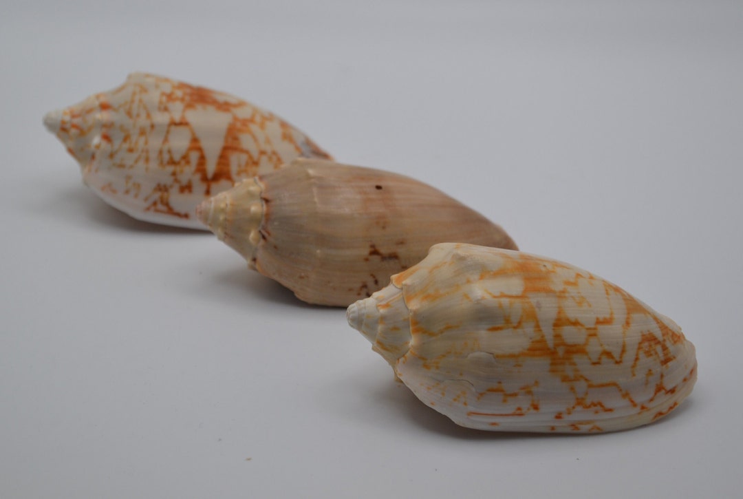 Natural Bat Volute, Volute Cymbiola Vespertilio, Shells of Aquarius | 3 ...
